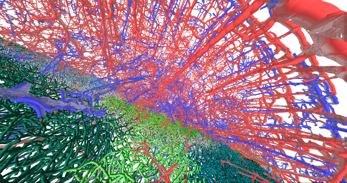 iDISCO method – Resources for whole-mount immunostaining and volume imaging